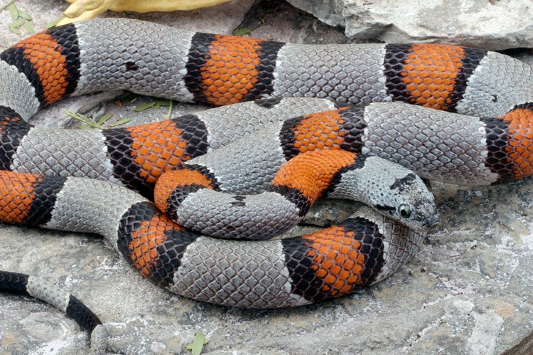 Gray Banded Kingsnake Snake