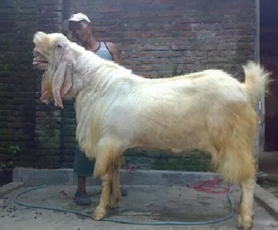 Budidaya Kambing Lokal