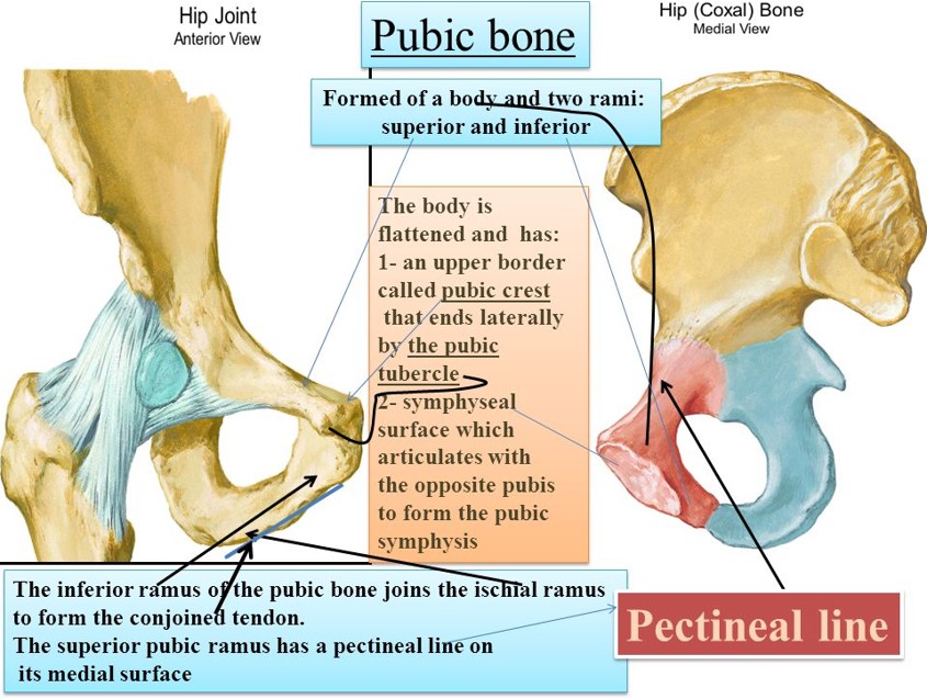 HIP BONE Coxal Bone / Innominate Bone