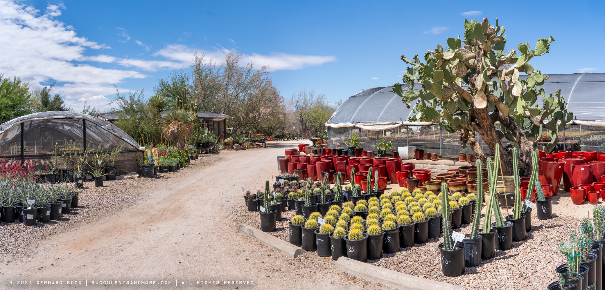 Bach's Cactus Nursery, a must-see destination in Tucson, AZ (May 2021)