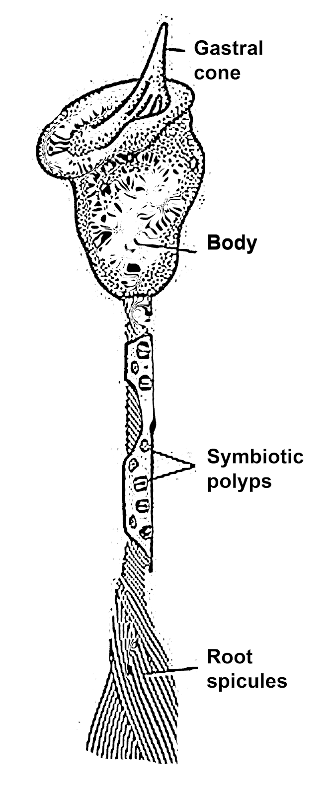 Animal Diversity- I Paper - I B. Sc.- I Zoology : Phylum -Porifera Chart