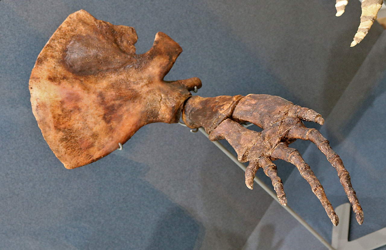 Louisville Fossils and Beyond: Atocetus Dolphin Fin Fossil