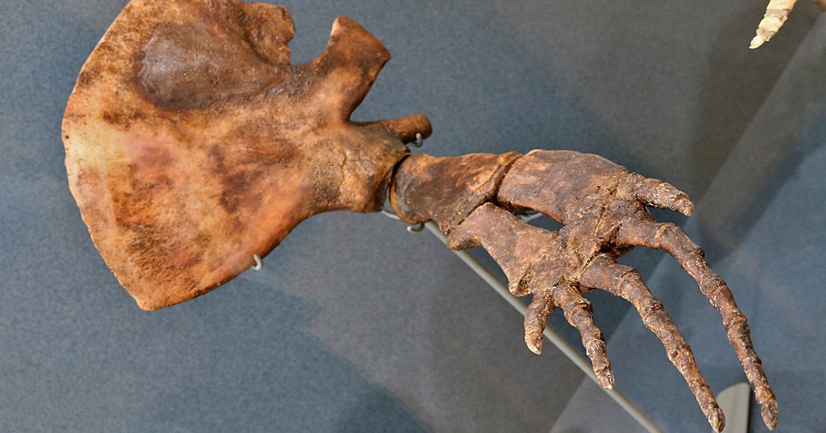 Louisville Fossils and Beyond: Atocetus Dolphin Fin Fossil