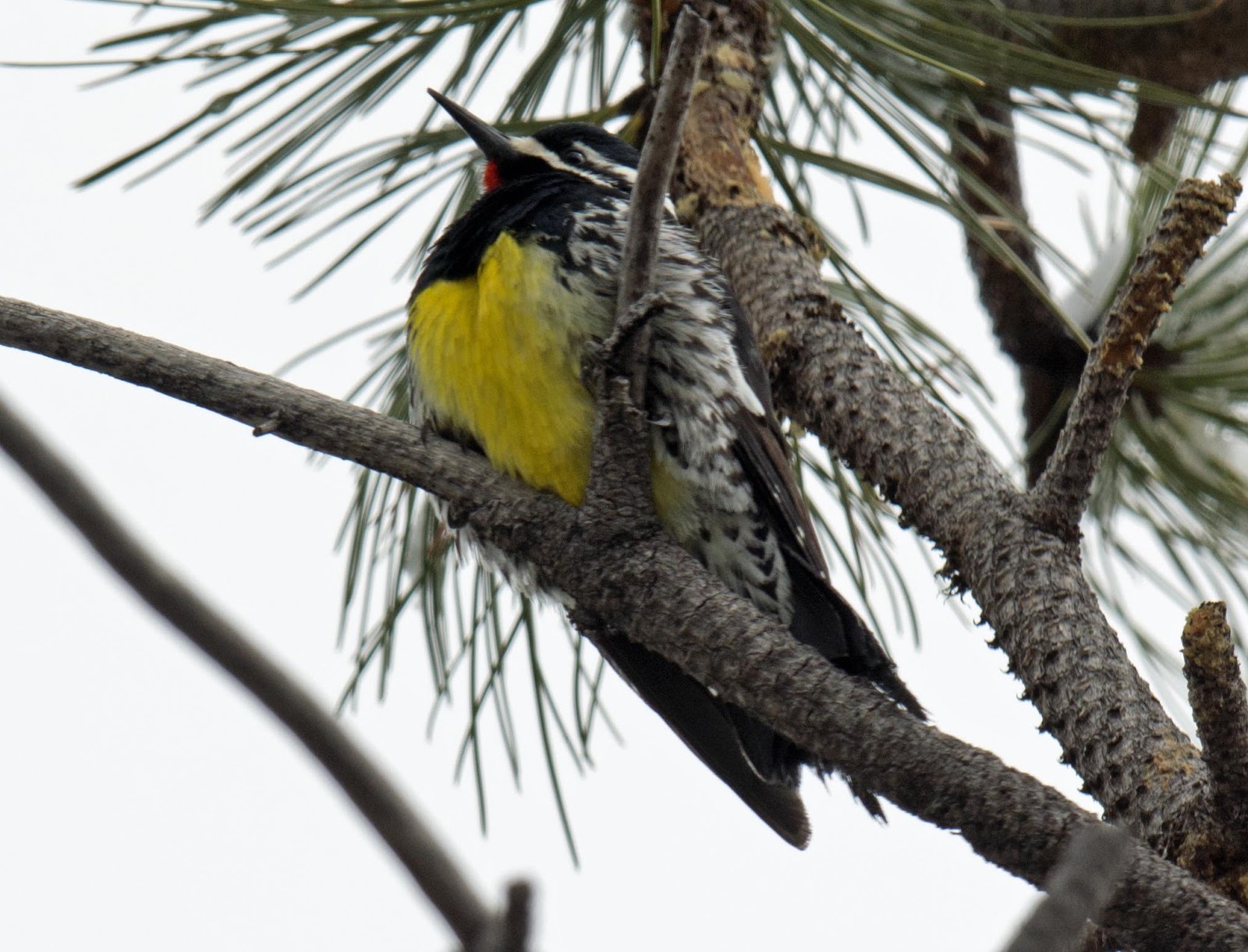 Adventures with Olaf: The Biggest April Fool of All