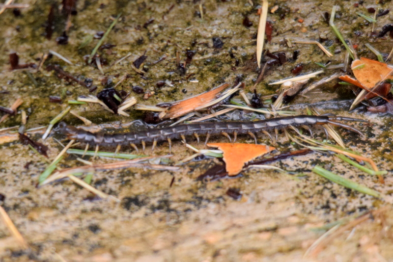 Singapore Wild Animals: Centipedes