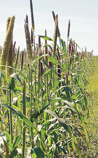 JJS PAISAGISMO & AGROPECUARIA: 02/09/12
