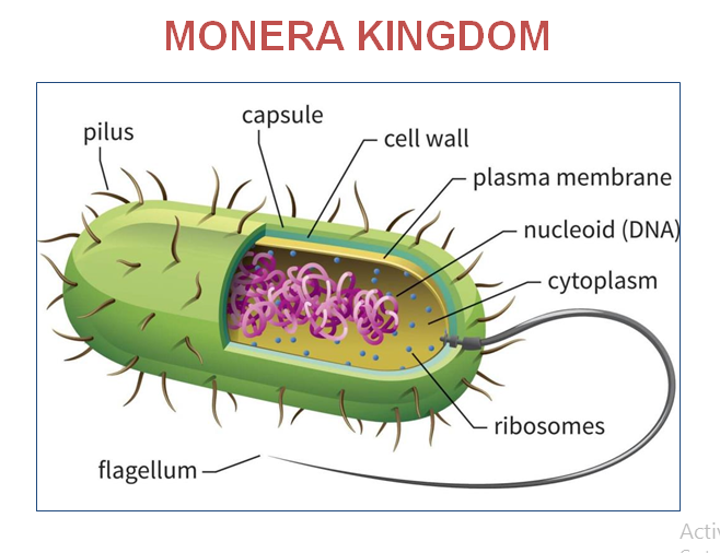 Perfect Knowledge: Monera Kingdom, Bacteria