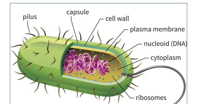 Perfect Knowledge: Monera Kingdom, Bacteria