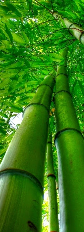 REAL STYLE ORGANIC LIVING: 7 Amazing Facts About Bamboo Clothing