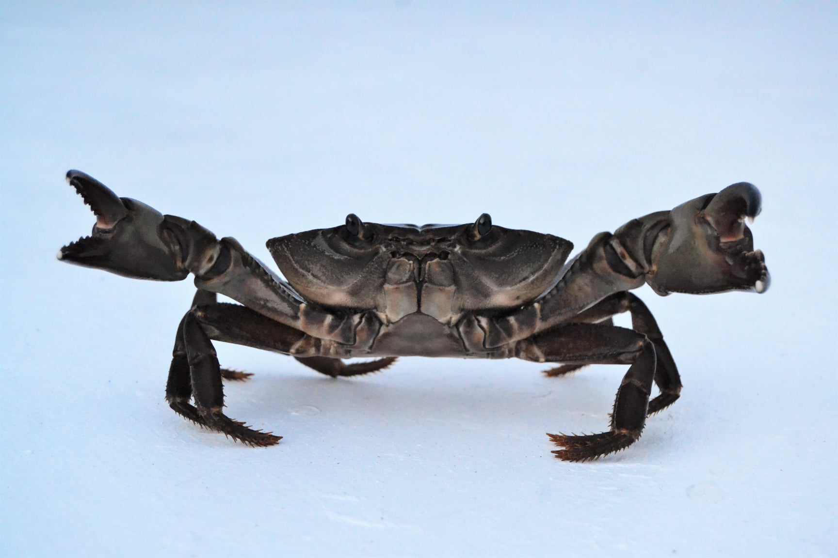 Jaiba o Cangrejo de río de la Hispaniola. | Fauna Dominicana