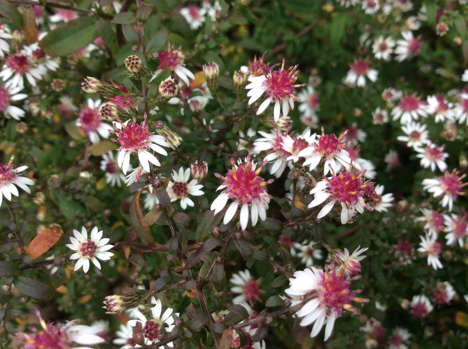 De mooiste oktober bloeiers