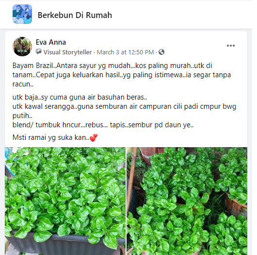 Tips Mudah Tanam Bayam Brazil @ Brazillian Spinach Plant Dalam Botol Air