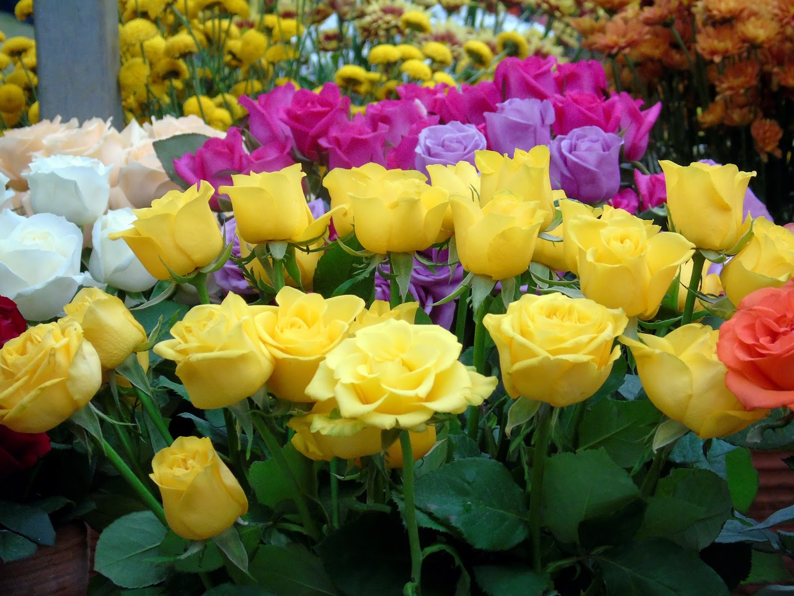 Rosas (Rosa spp.) | A planta da vez