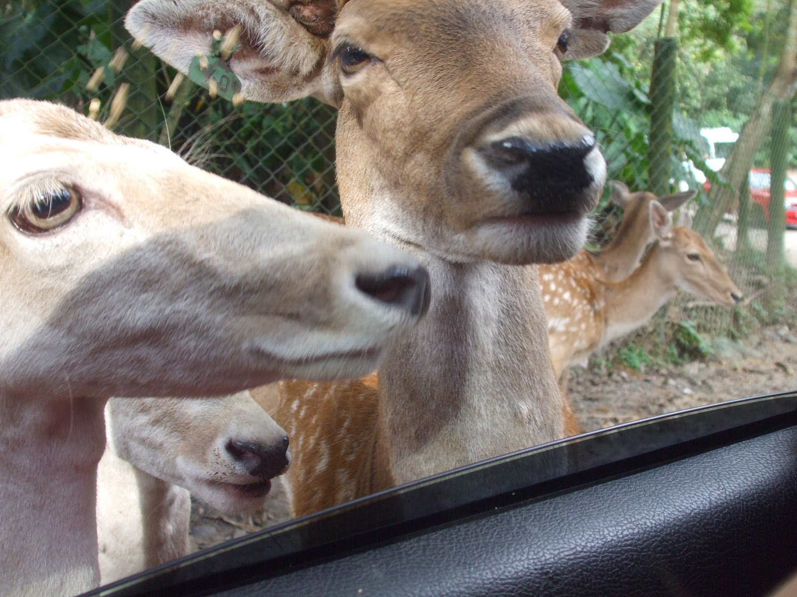 EU SOU DONA DE MIM: PASSEIO AO SIMBA SAFARI DE SÃO PAULO