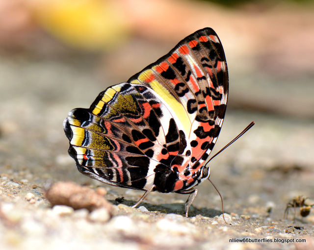 The Forested Path (and Beyond): BUTTERFLIES of RAUB: The Glorious Begum ...