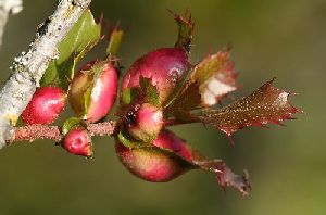 Grafted-In Theological Musings: The Crimson Worm