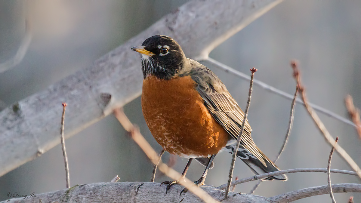 See What I See: Birds in January