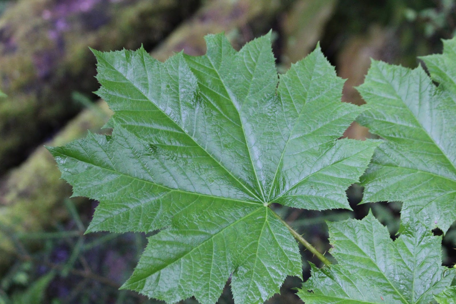 CRUISE LIKE A DAVIS : A Legendary Trip North to Alaska- Ketchikan, AK