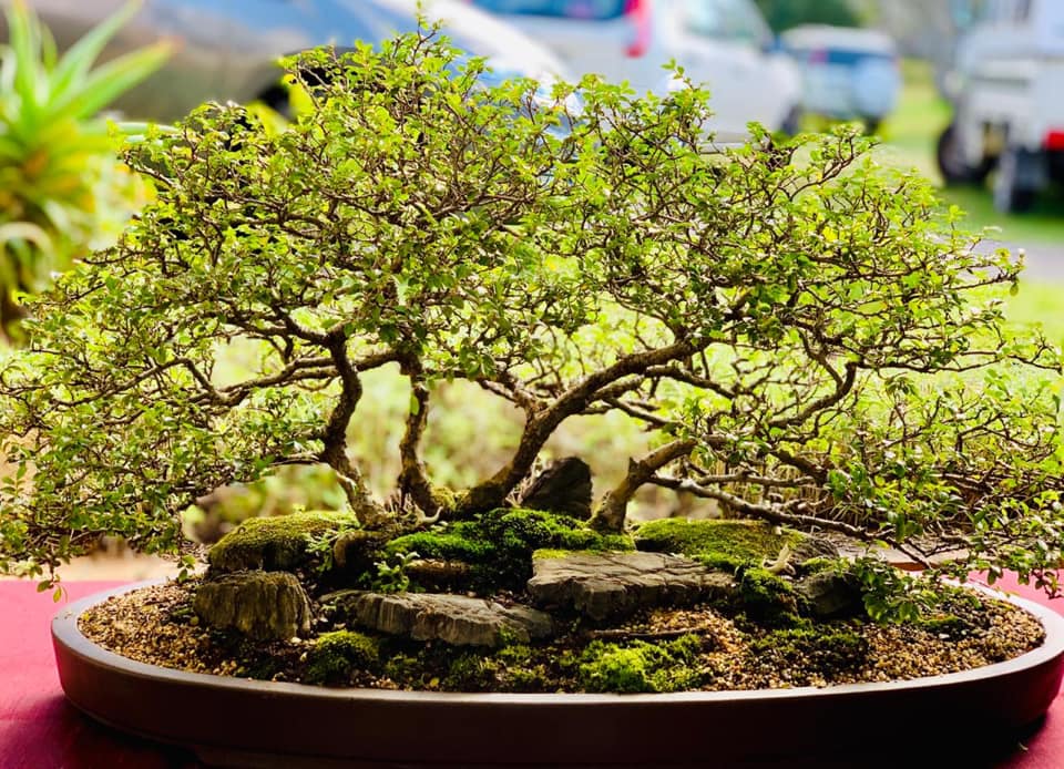 Bishopsford Bonsai Nursery: Multi trunks