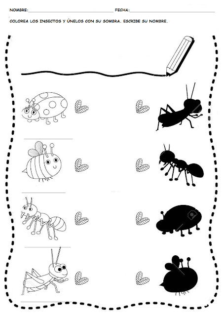 INFANTIL 5 AÑOS: LOS INSECTOS