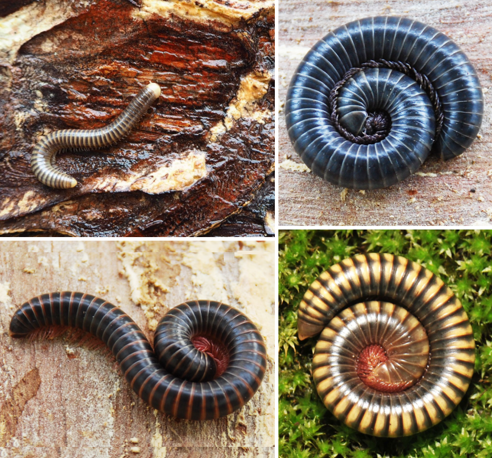 Species New to Science: [Diplopoda • 2020] Coxobolellus gen. nov ...