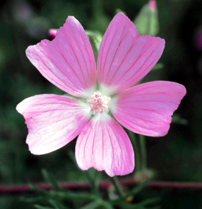 ΜΟΛΟΧΑ (MALVA) photos - wallpapers (ανανεωμένο) | the fun bank