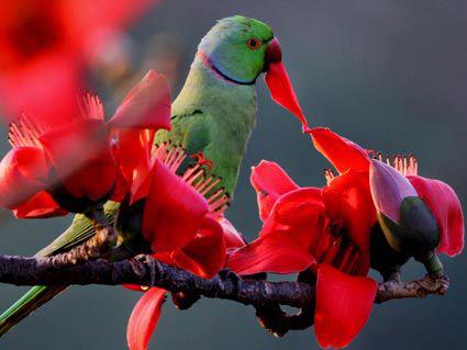 Shimul Flower Blooms Photo | South Asian Spring Flower Shimul