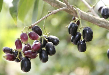 GAMBAR TANAMAN BUAH JAMBLANG | Tips Petani