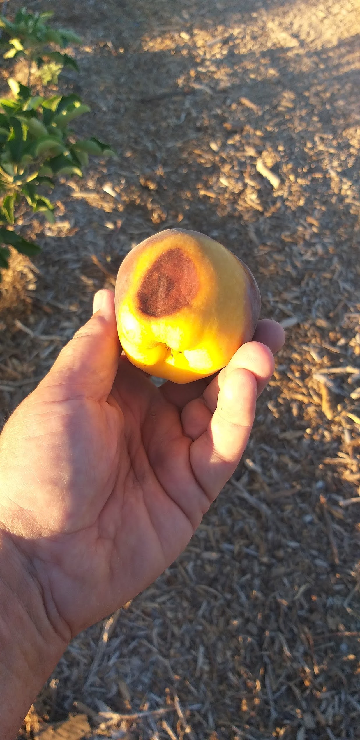 Xtremehorticulture of the Desert: 23 May 2021