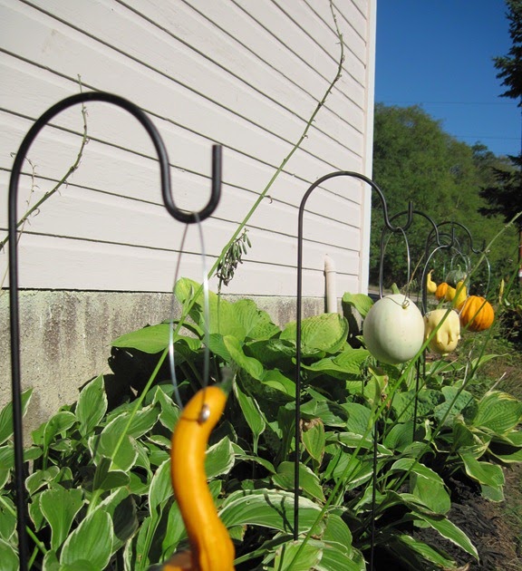 Dutch Girl Originals: Gourds On A Hook