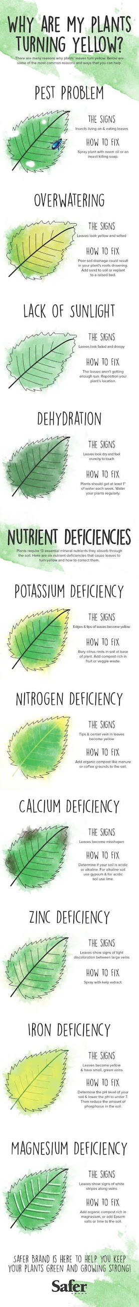 Diagnose Plant Problems With This Yellow Leaf Chart - all-garden-world