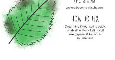 Diagnose Plant Problems With This Yellow Leaf Chart - all-garden-world