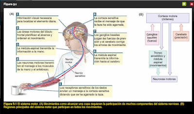 Corteza cerebral y Complejidad humana: Lóbulo Parietal