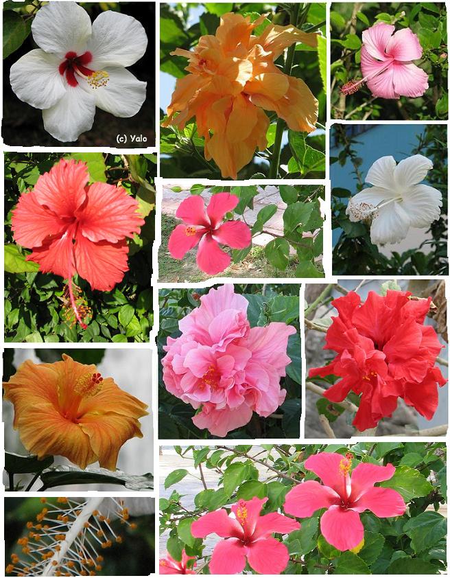 Ningún lugar está lejos... en RD: Lindas cayenas