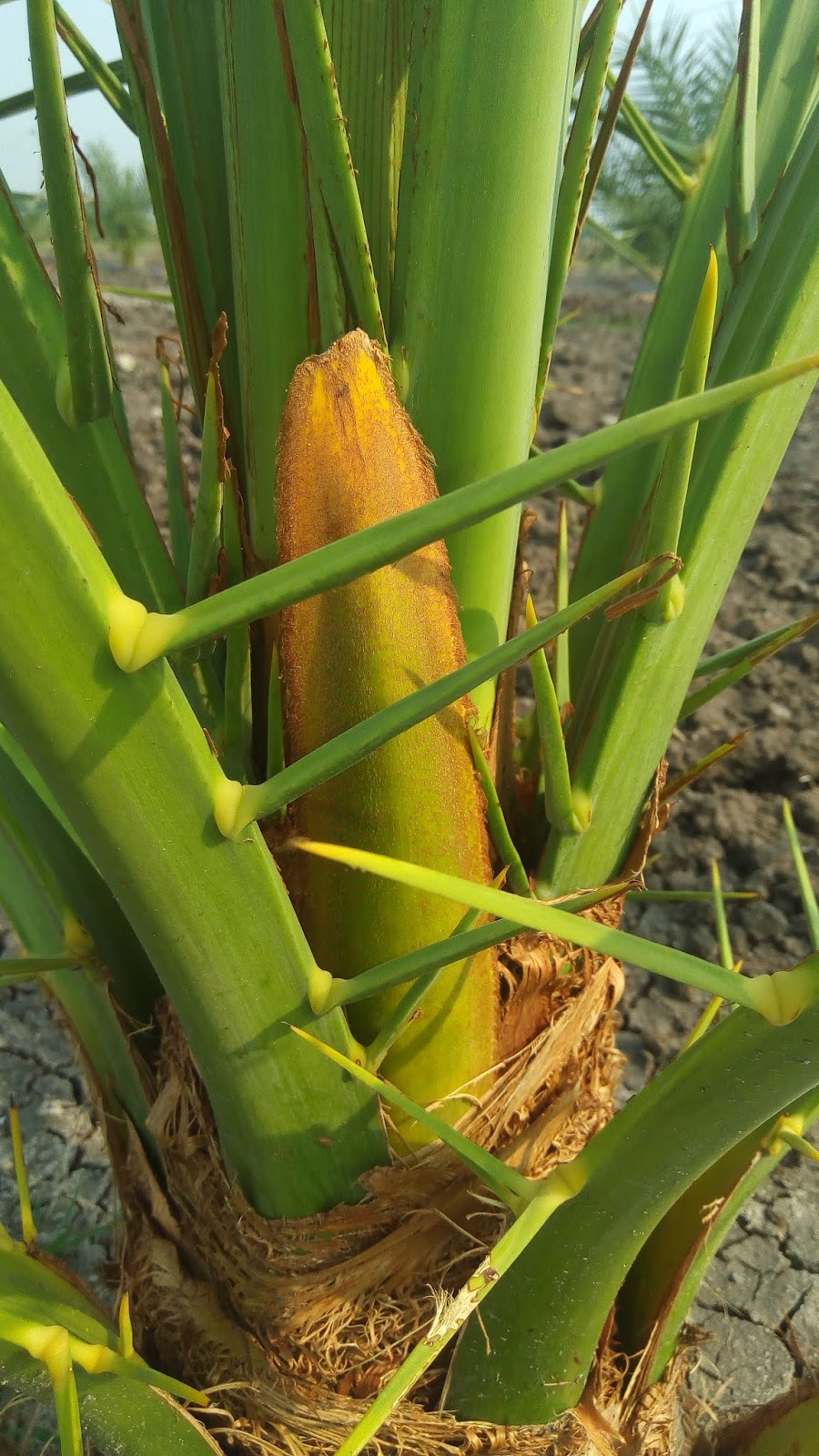 Sri Sai Dates - Barhi (Barhee) Dates