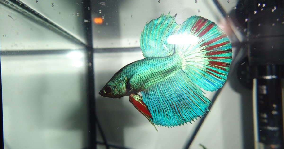 Vand Betta: Betta turquoise superdelta mascul (A4M30)