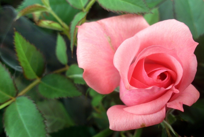 Vademecum Interesting Plants: Rosa - Róża (gatunki) - Rozen (soorten)