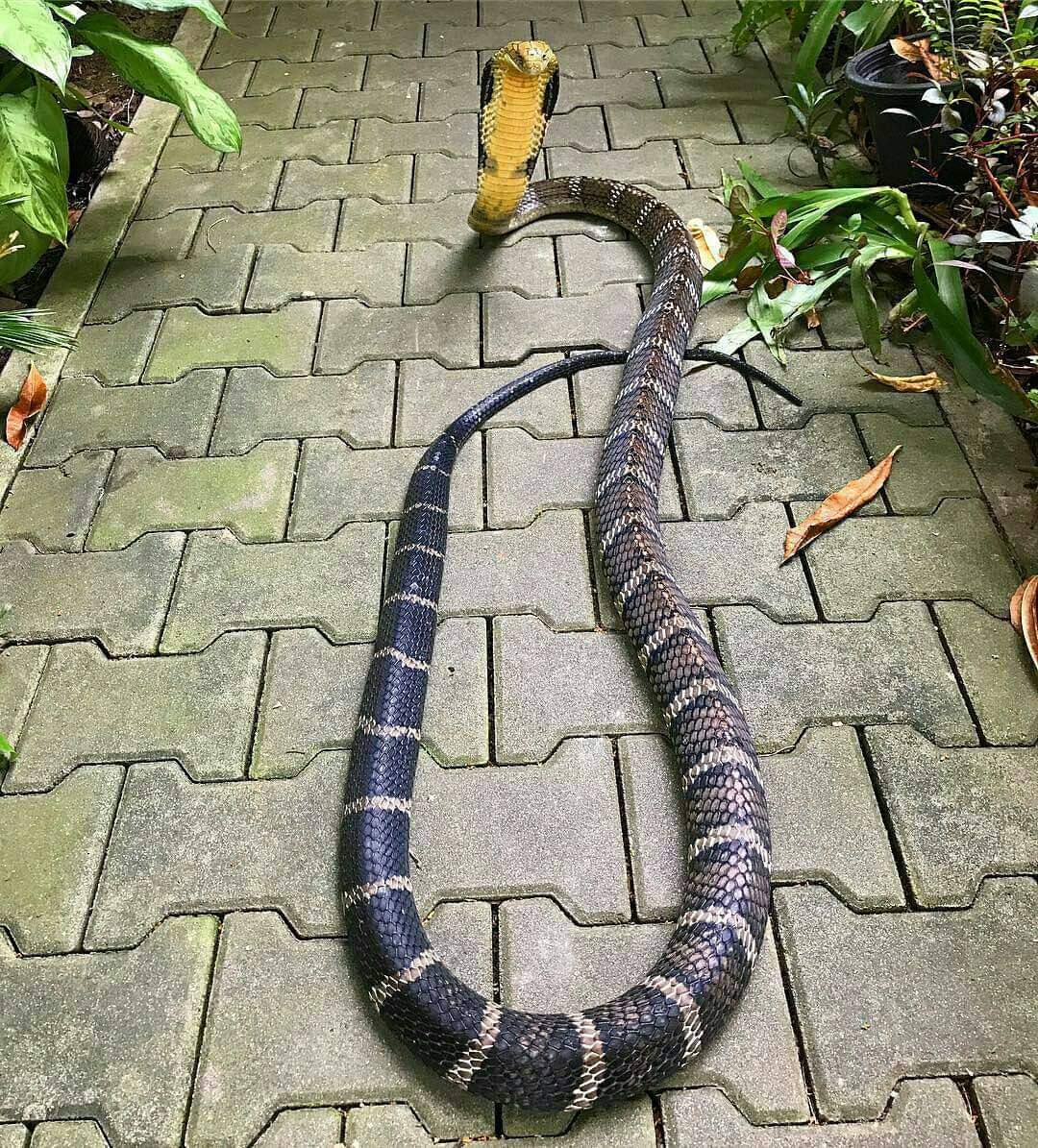 12 most beautiful snakes in the world - Reptilenesia – reptilenesia