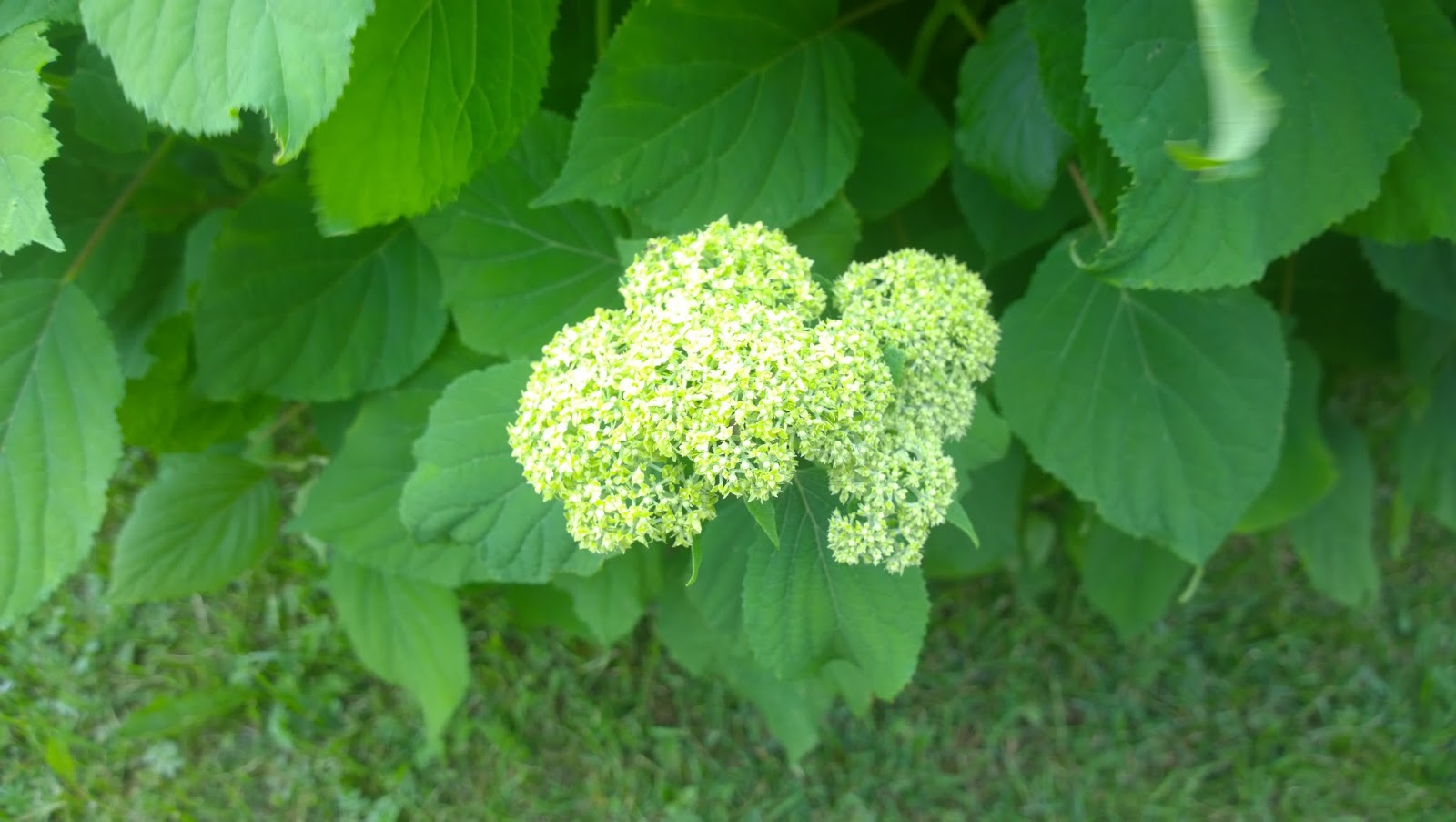 Manni tegemised: Taimed ja seemned