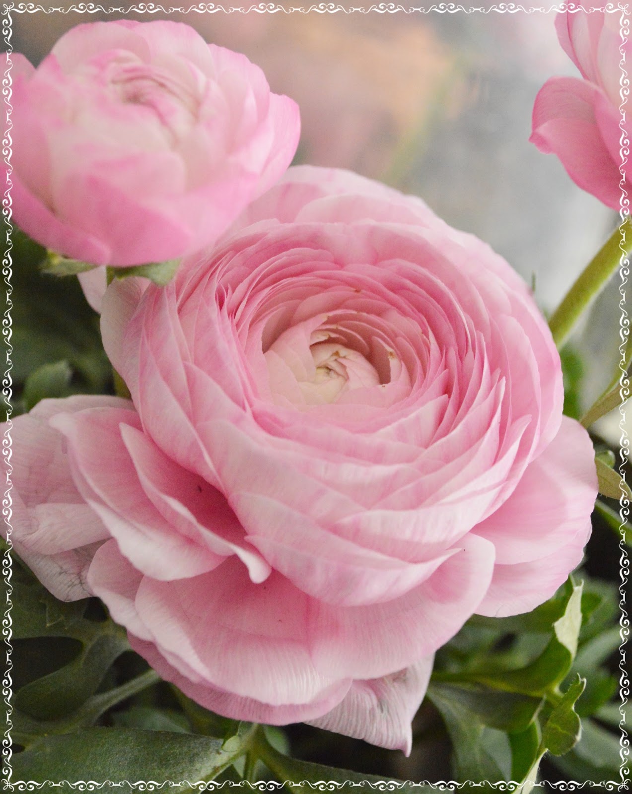 "Hemmet är min vrå": "Finaste ranunkel-blomman"