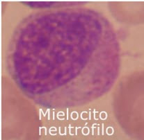 FICHERO DE HEMATOLOGIA: Leucopoyesis