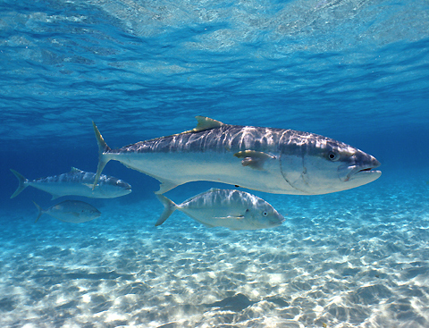 Annette's Stories of the South: Fishing