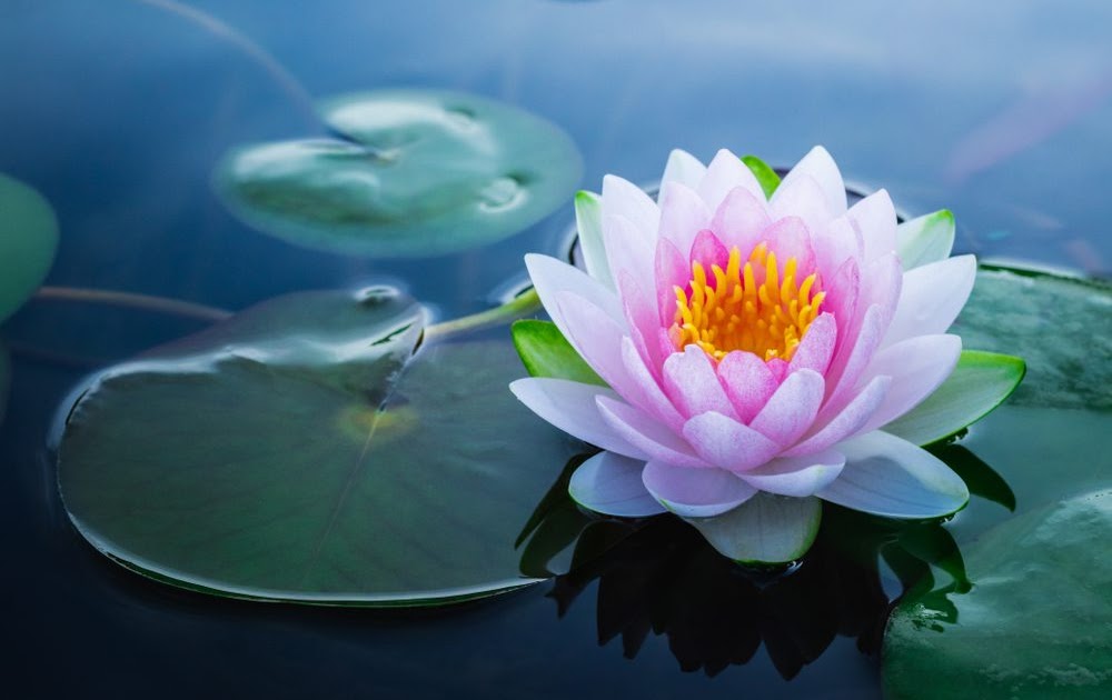 O Despertar da Espiritualidade: A Lenda da Flor de Lótus