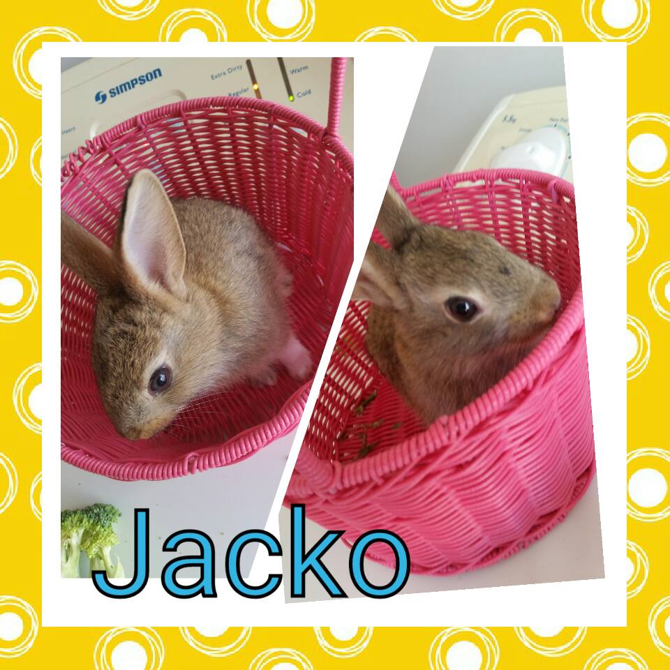 Rabbit Rescue Sanctuary: TWEED HEADS BABY RESCUE RABBITS FOR ADOPTION