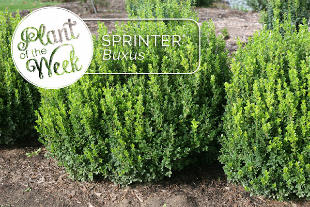 Proven Winners® ColorChoice® Plant of the Week: Plant of the Week ...