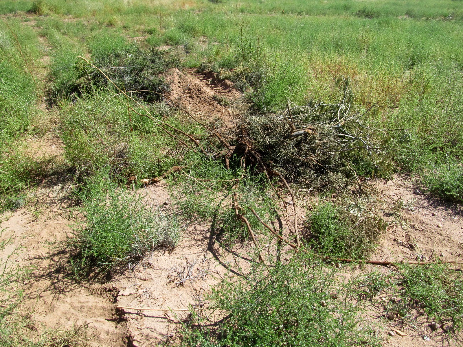 Blogging from the Boot Heel: Rangeland Restoration: Mesquite Removal