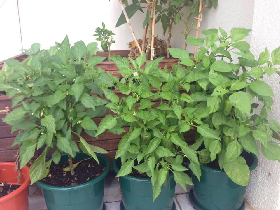 VIDA FELIZ: na Horta: Desenvolvimento de Mini Pimentos Doces