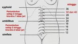 Berbagi ilmu: cara menghitung usia kehamilan
