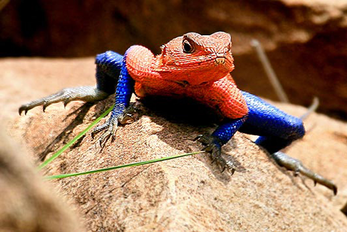 Agama Lizard Animals World Agama Lizard Animals World