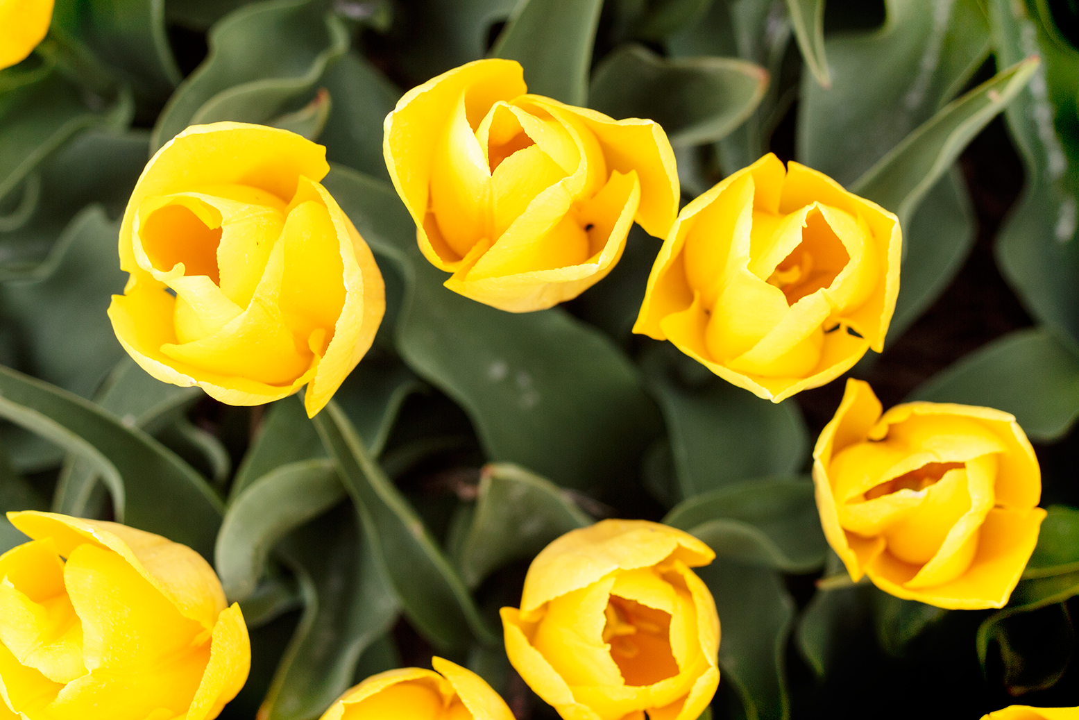 WEEKEND VIBES | TULIP FESTIVAL | Wit Konijn